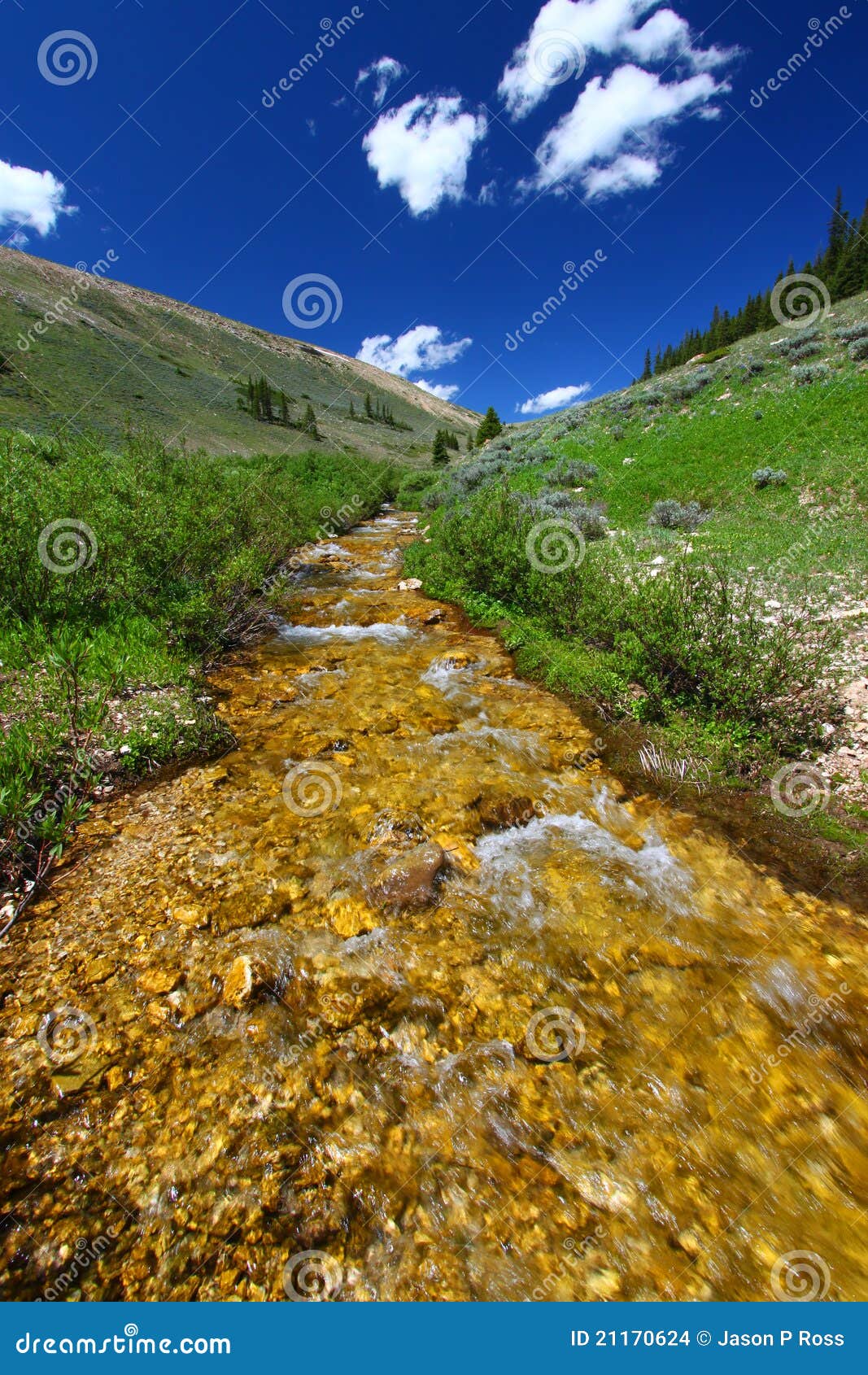 Bighorn National Forest Stream Stock Photo - Image of stream, pretty ...