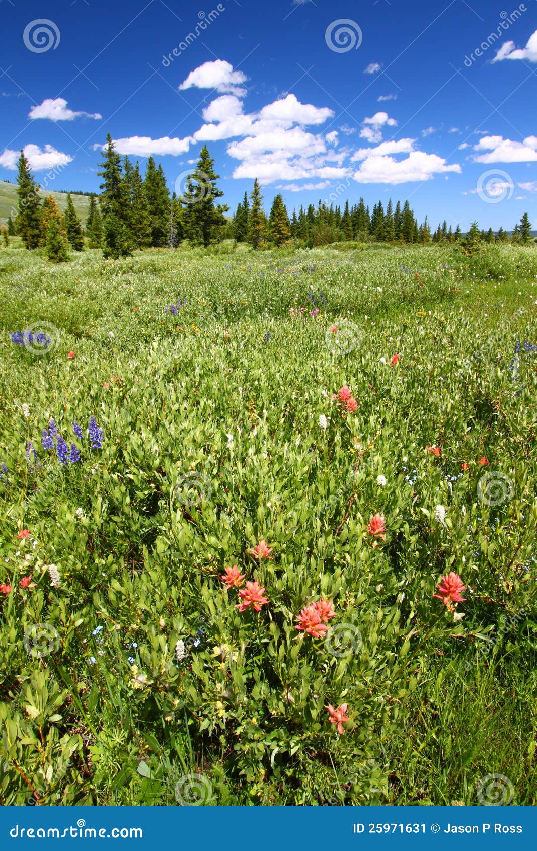 Bighorn National Forest Wildflowers Stock Image - Image of bloom, green ...