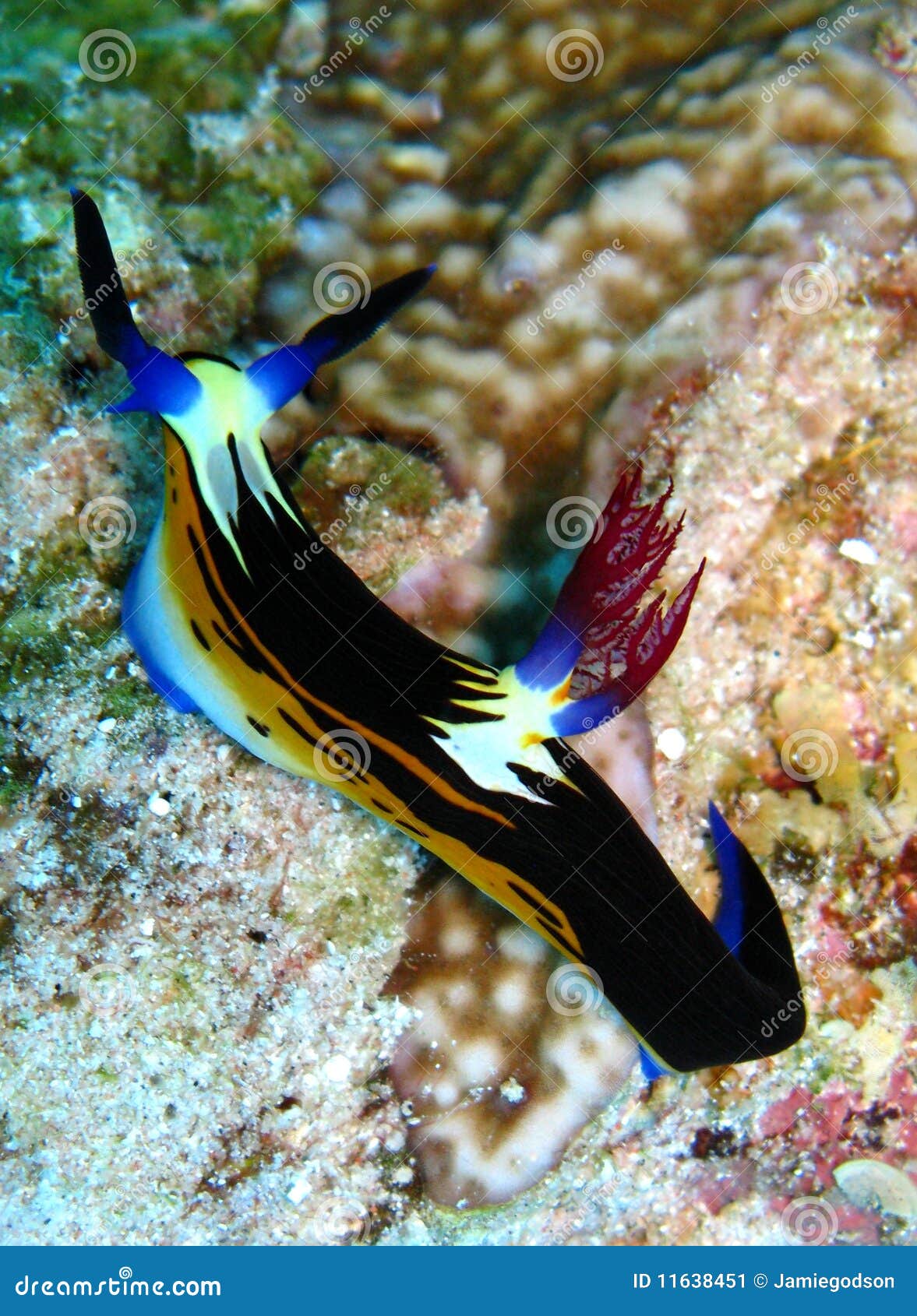 Nembrotha Nudibranch Red Sea, Nembrotha-megalocera Royalty-Free Stock ...