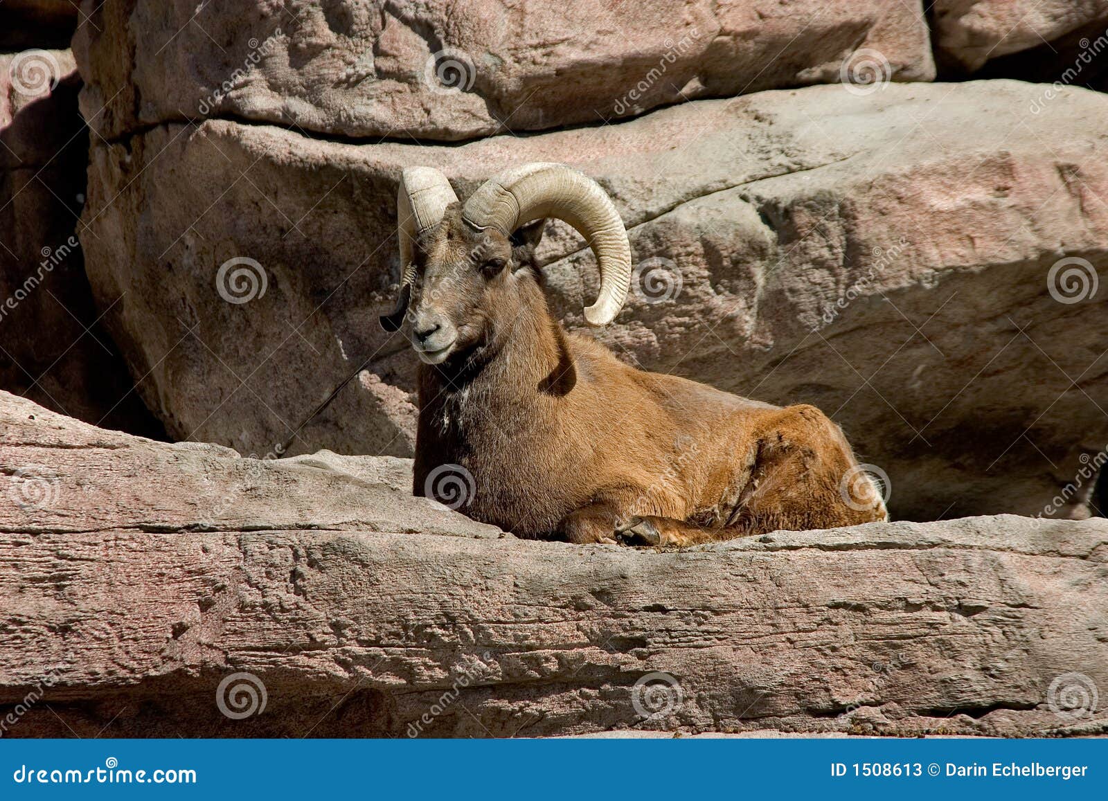 Bighorn Ram stock image. Image of curl, rock, wild, horn - 1508613