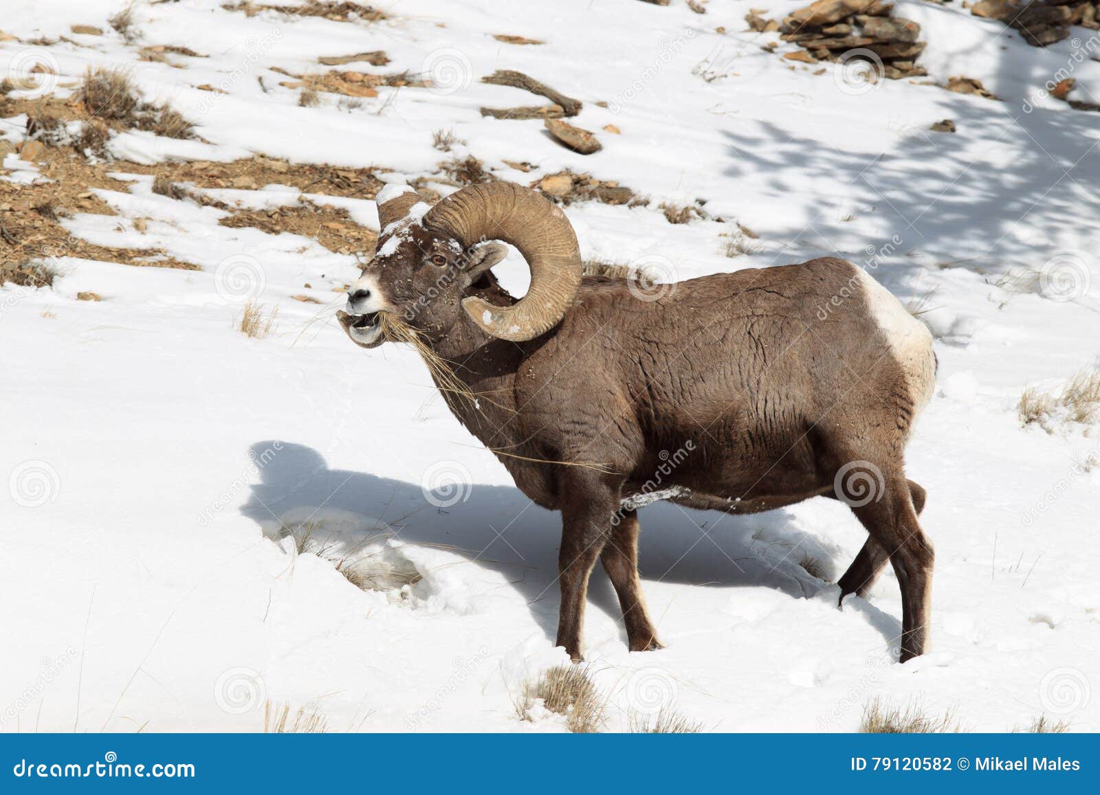 Bighorn Ram Eating Grass in Winter Stock Photo - Image of clouds ...