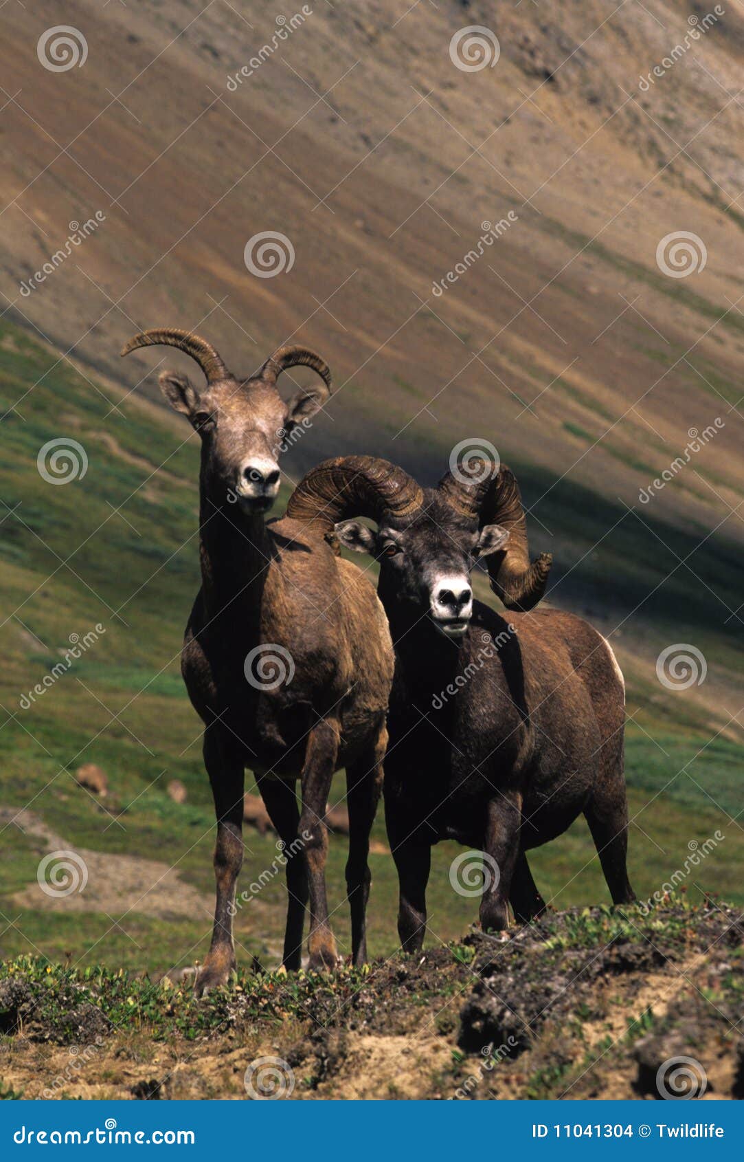 Bighorn Ram an Ewe stock photo. Image of sheep, mountains - 11041304