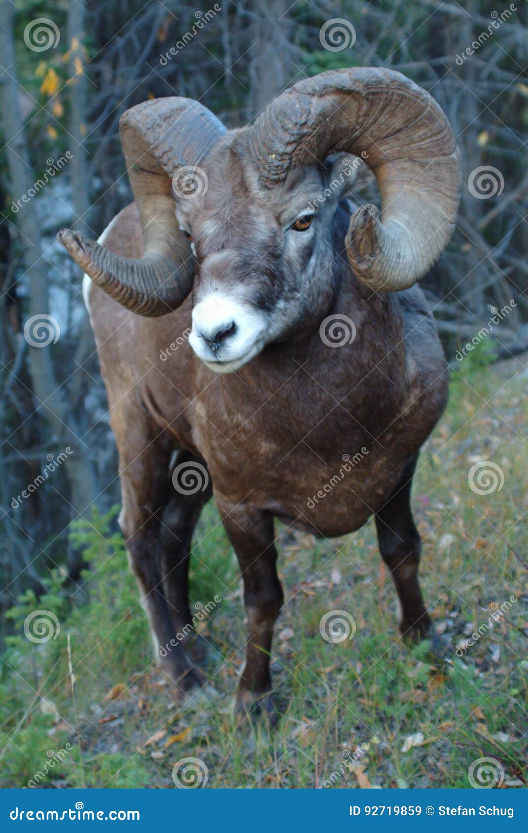Bighorn Ram stock image. Image of game, park, posing - 92719859