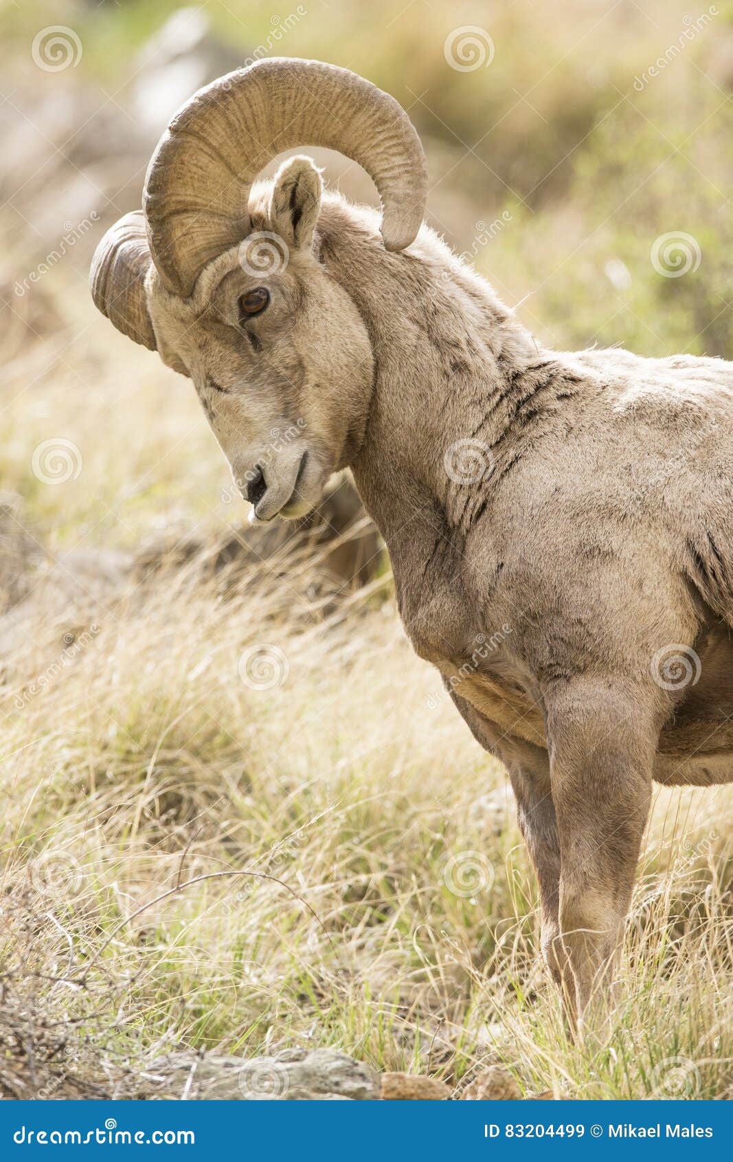 Bighorn ram with head down stock image. Image of male - 83204499