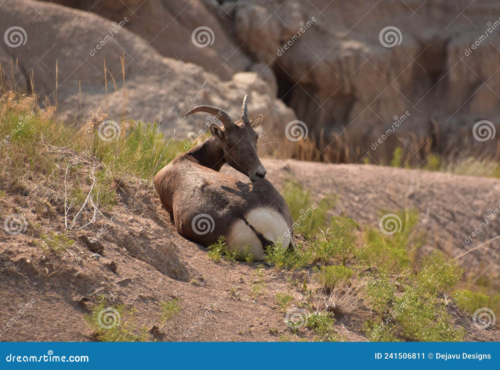 Bighorn Ram Looking Back Over His Shoulder Stock Image - Image of wild ...