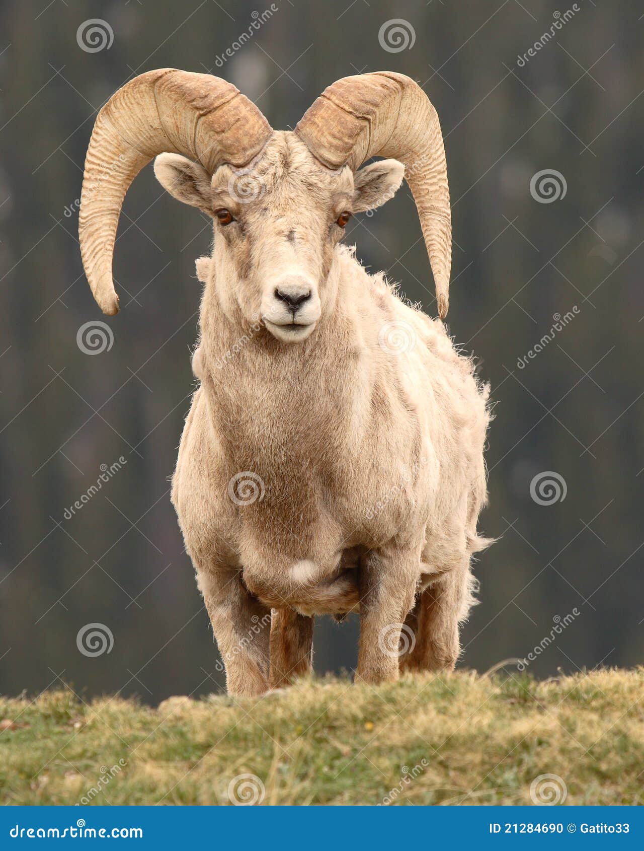 Bighorn Ram Looking Out stock photo. Image of ungulate - 21284690