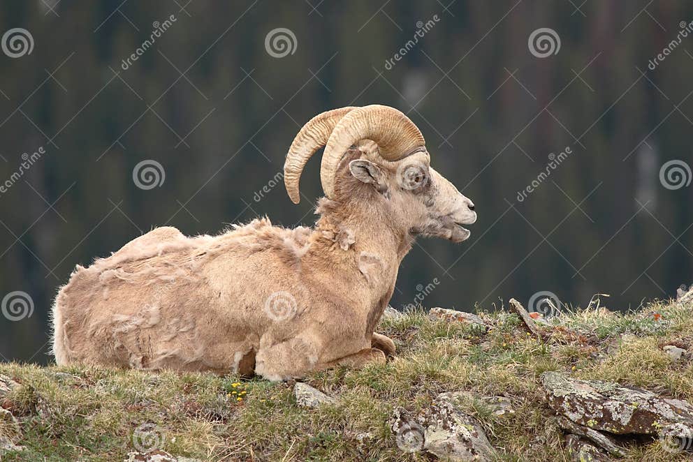 Bighorn Ram Looking Out stock photo. Image of ungulate - 22508942
