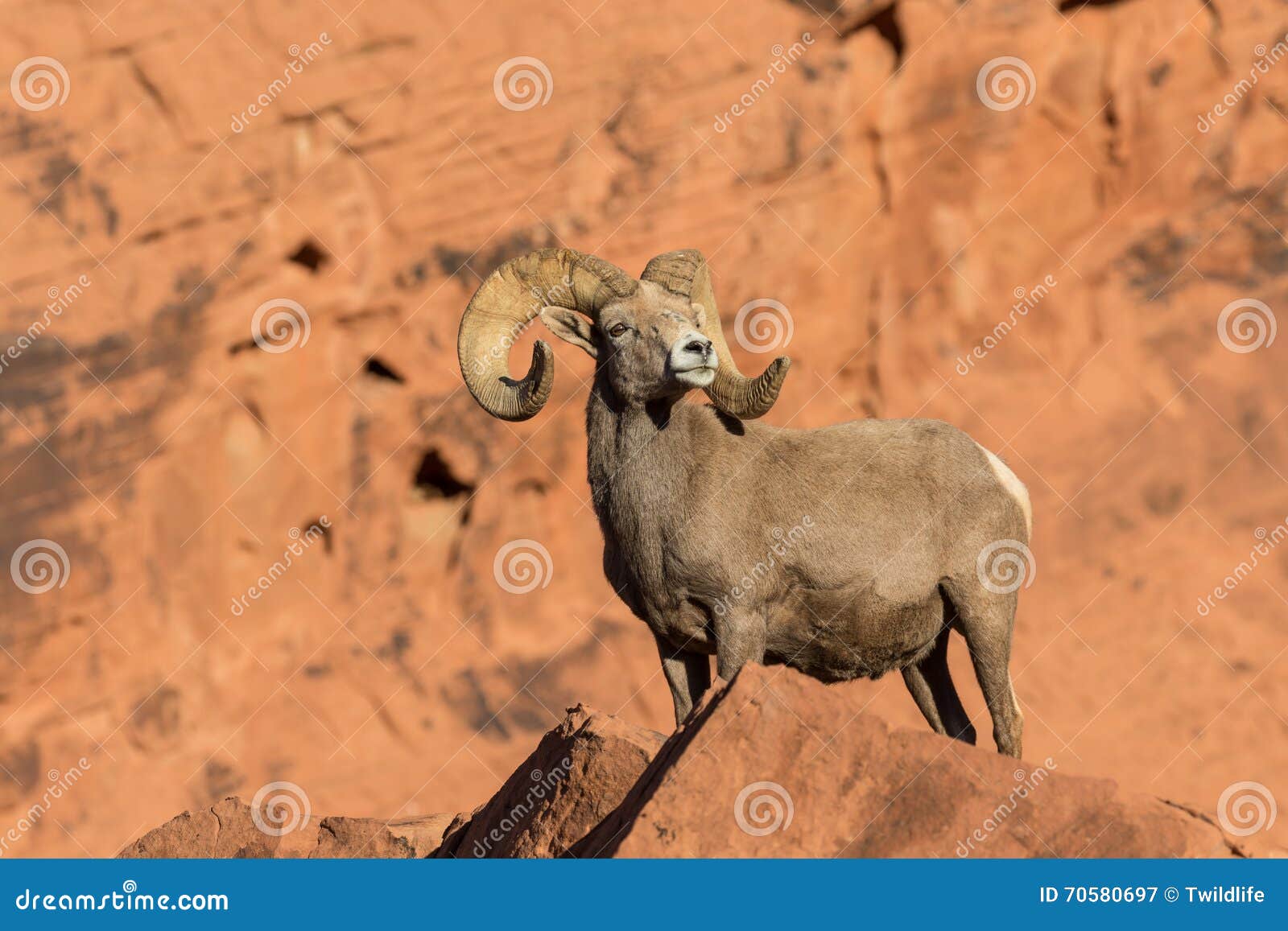Bighorn Ram Posing Del Desierto En Rocas Imagen de archivo - Imagen de ...
