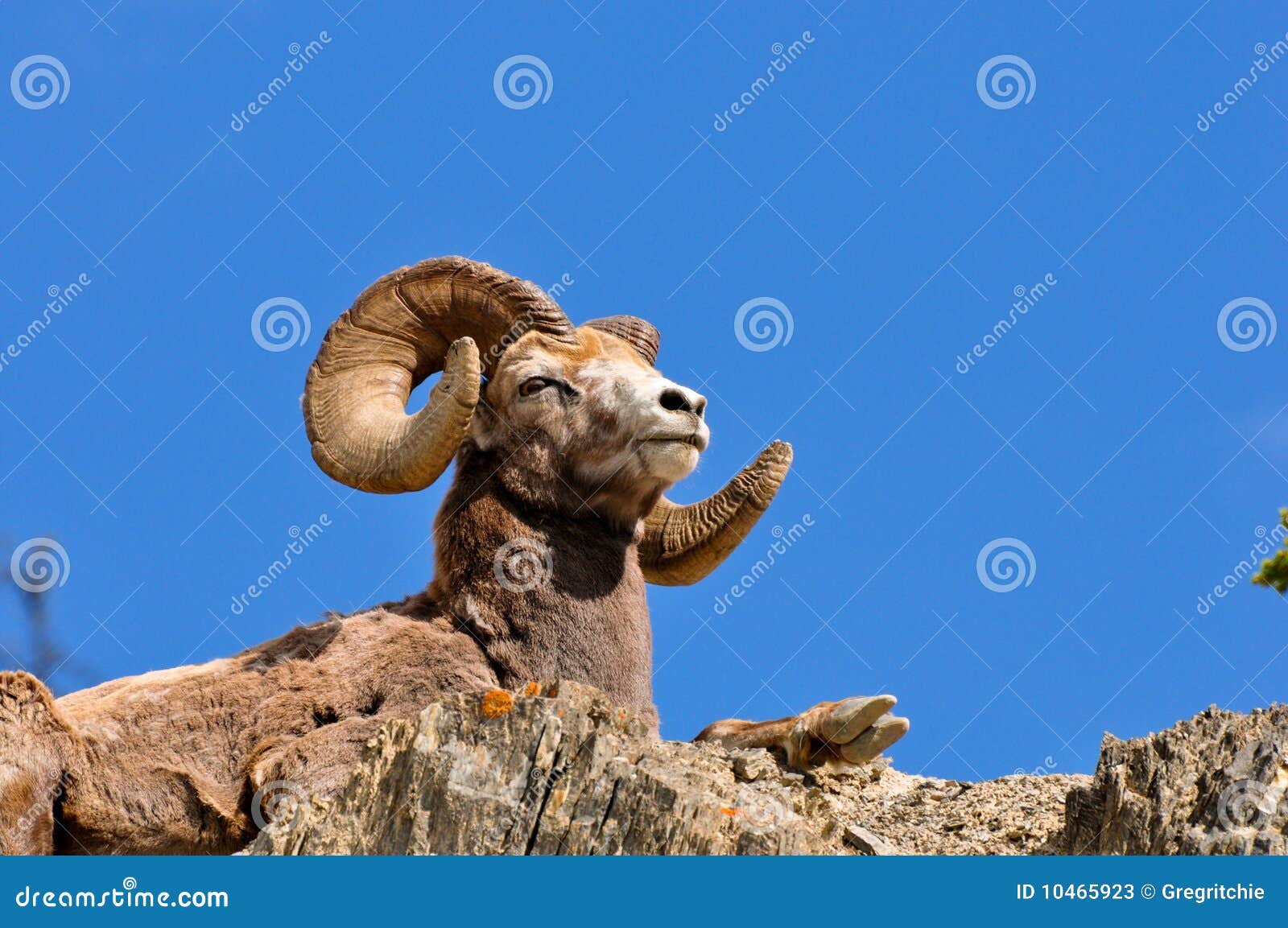 818 Ram Hoof Photos - Free & Royalty-Free Stock Photos from Dreamstime