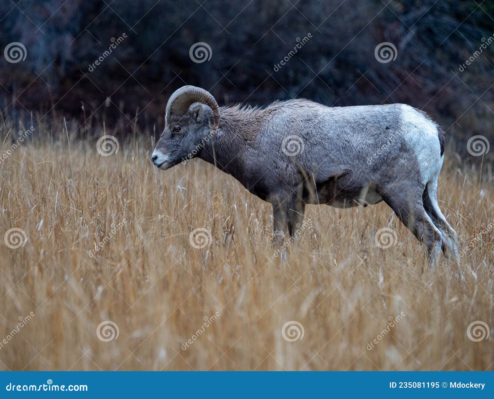 Bighorn ram side view stock image. Image of profile - 235081195