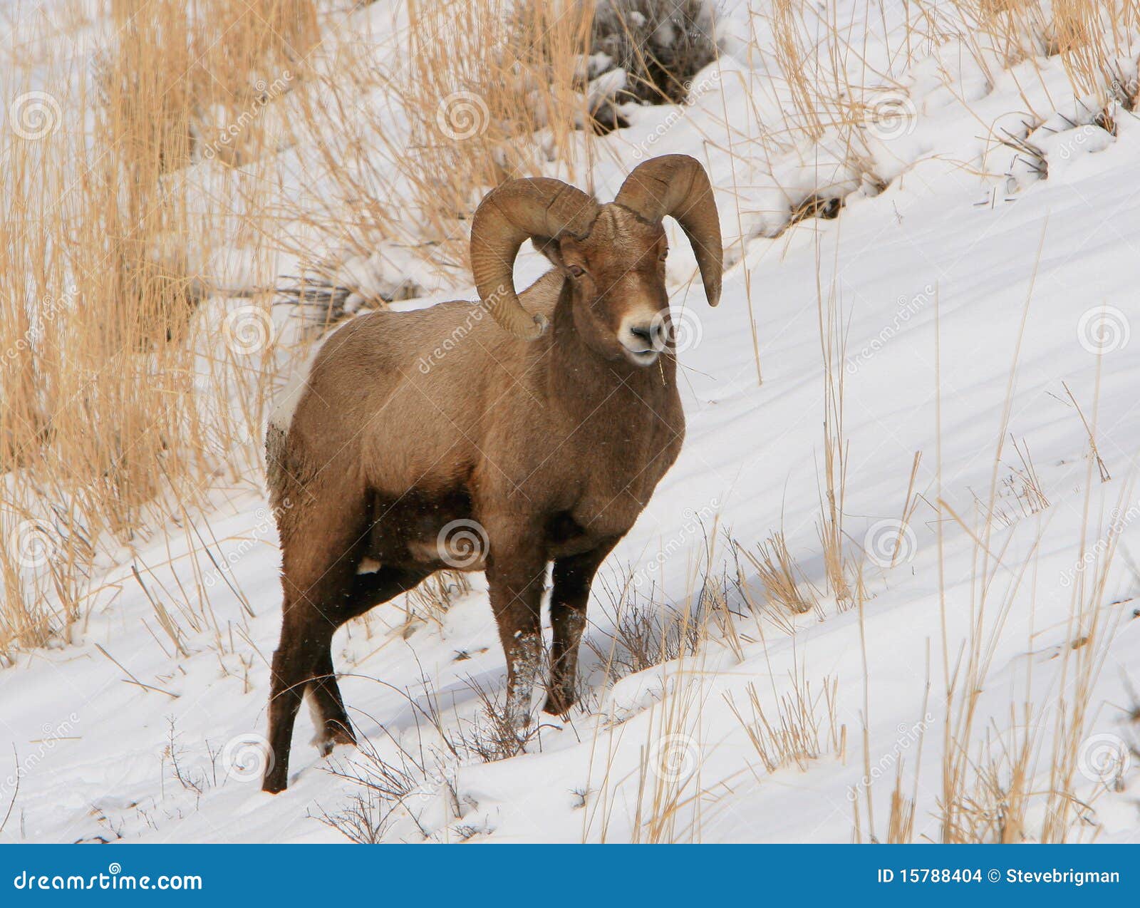 Bighorn ram on snowy slope stock photo. Image of animal - 15788404