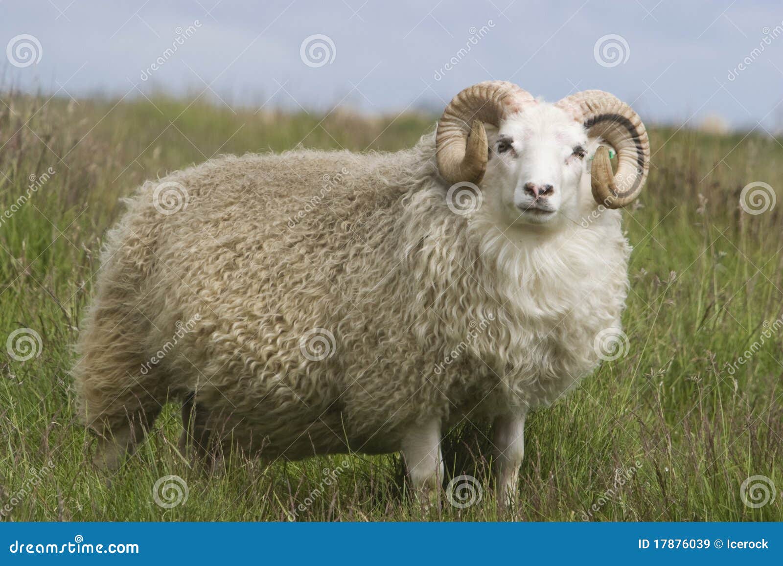 Bighorn Ram Whit Beautiful Wool Fur, Stock Image - Image of spring ...