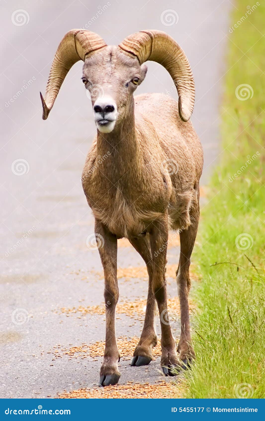 Bighorn Sheep Crossing Road Sign Royalty-Free Stock Image ...