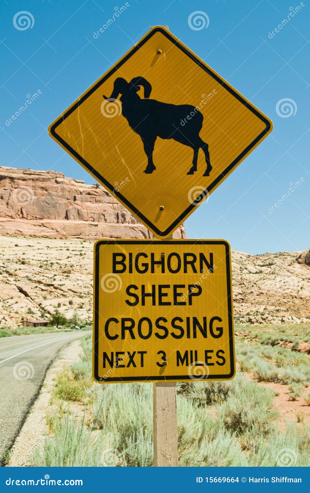 Bighorn Sheep Crossing stock photo. Image of national - 15669664