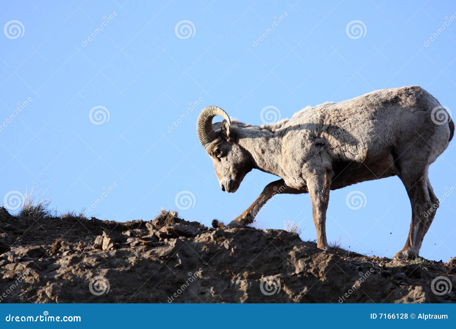 Bighorn Sheep Digging Up Roots Stock Photo - Image of horn, outdoors ...