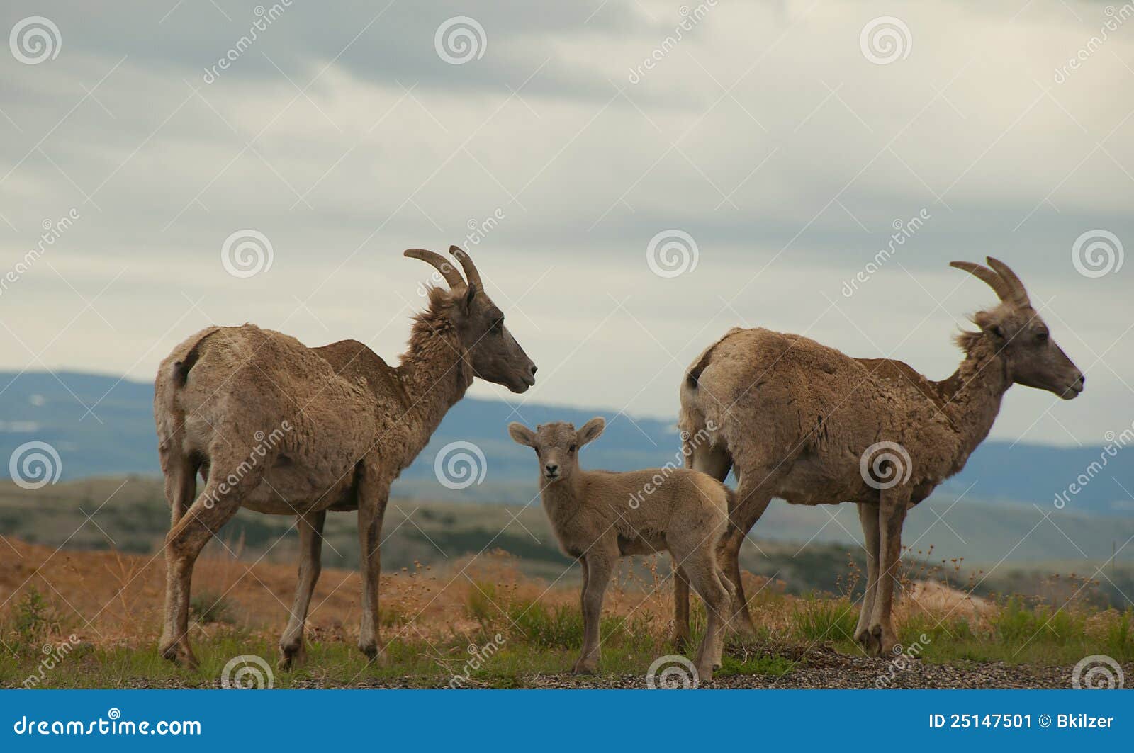 Sheep Family Resting Under A Tree At Omana Regional Park In New Zealand ...