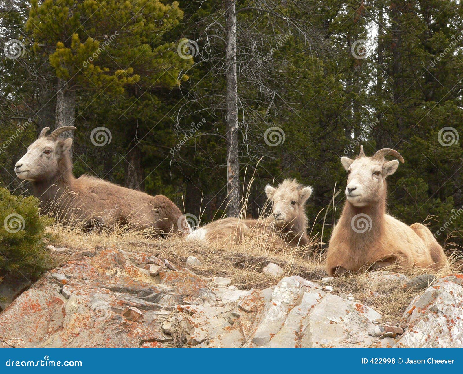Bighorn Sheep Family stock photo. Image of mammal, young - 422998