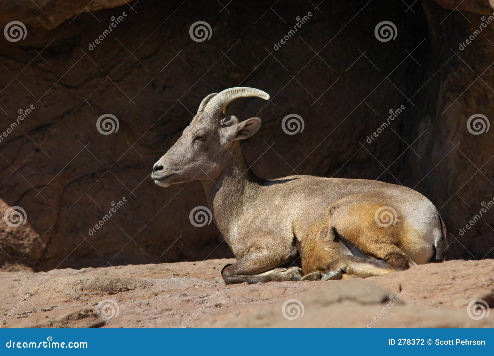 Bighorn Sheep Laying Down Picture. Image: 278372