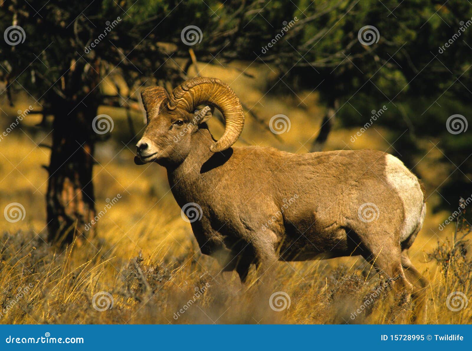 Bighorn Sheep Ram stock image. Image of hunting, wildlife - 15728995
