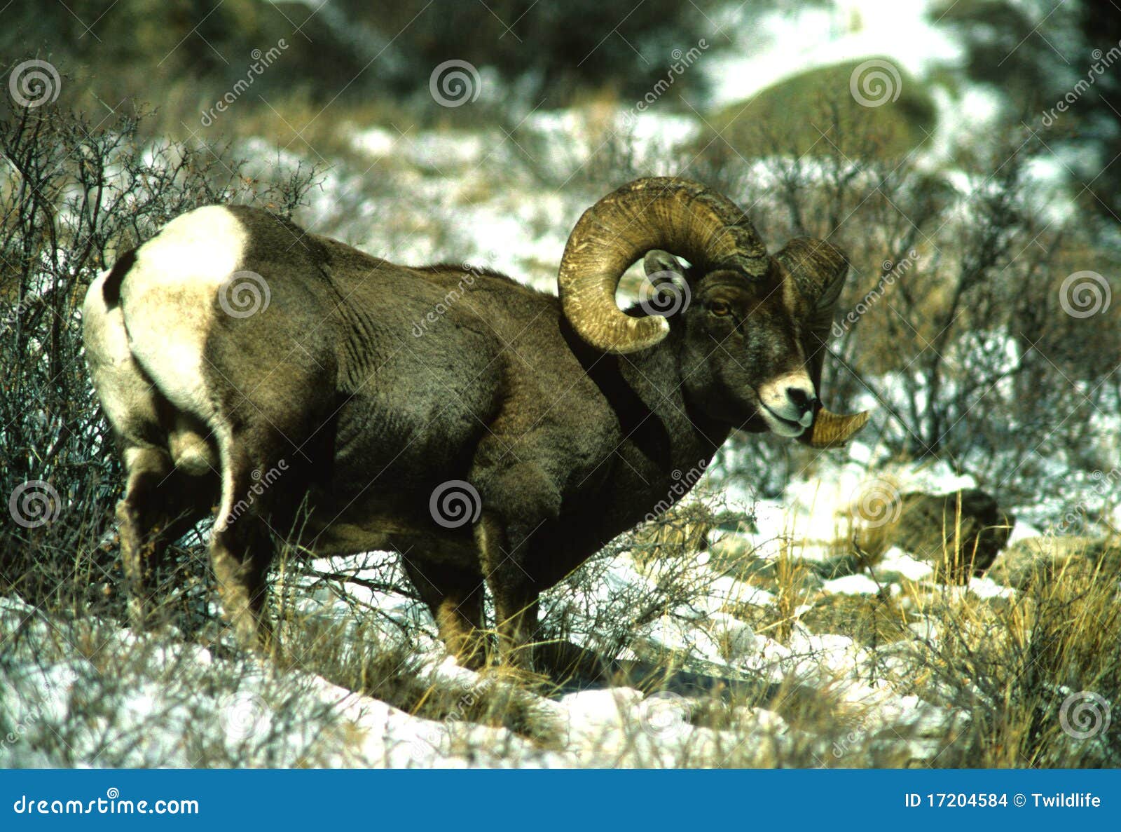 Bighorn Sheep Ram stock photo. Image of horn, sheep, animal - 17204584