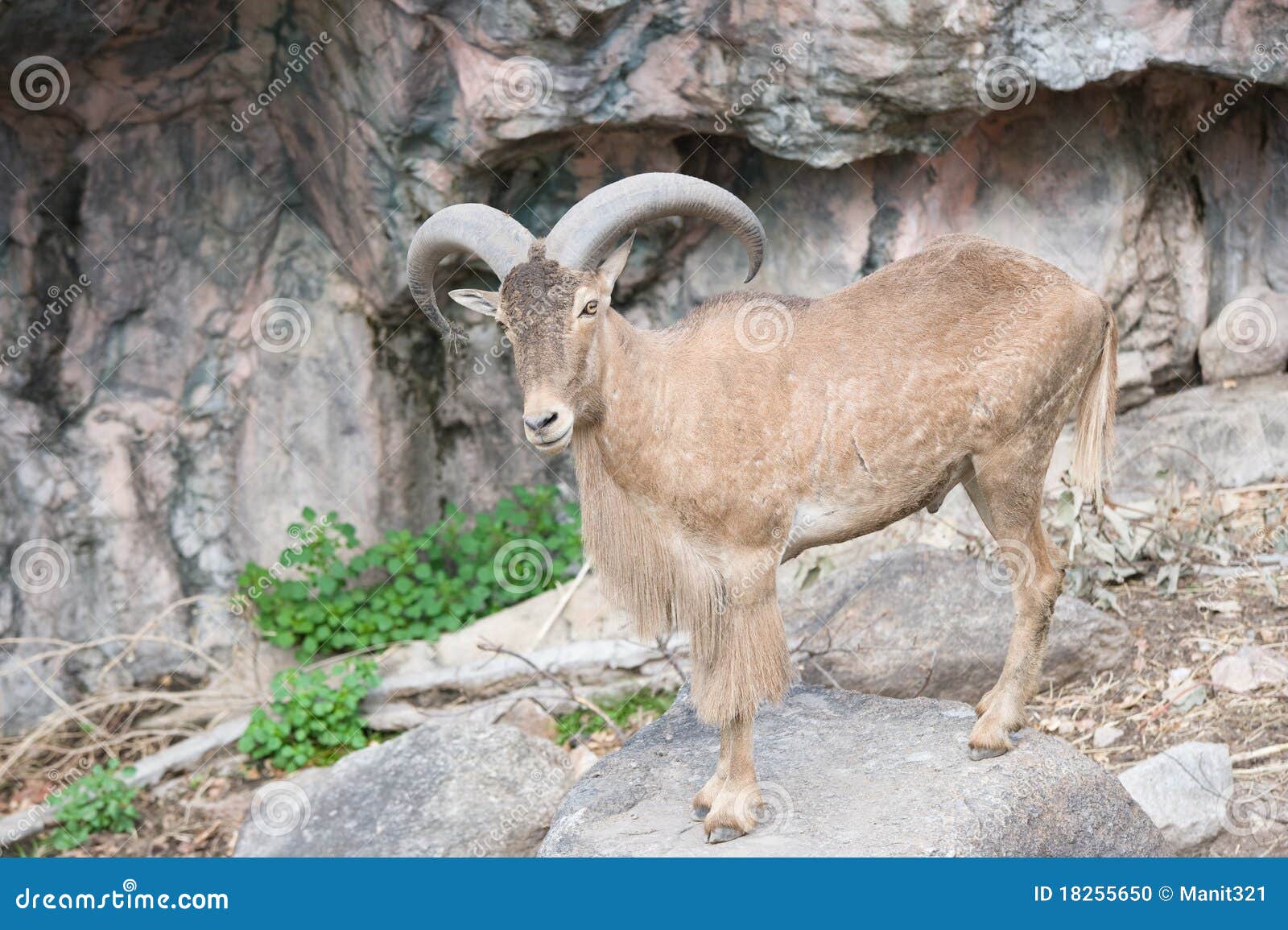 Bighorn Sheep Ram. stock photo. Image of animal, male - 18255650