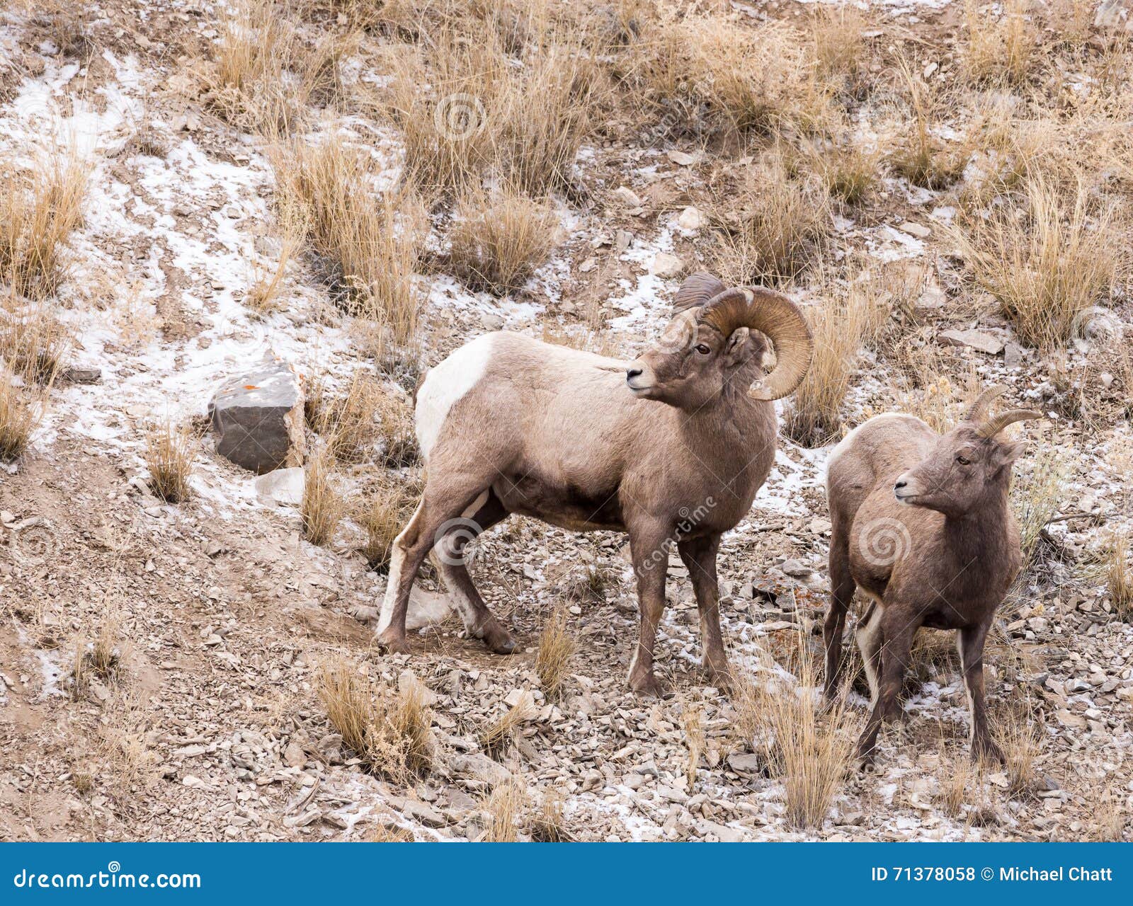 Bighorn Sheep Ram and Ewe stock photo. Image of climbing - 71378058