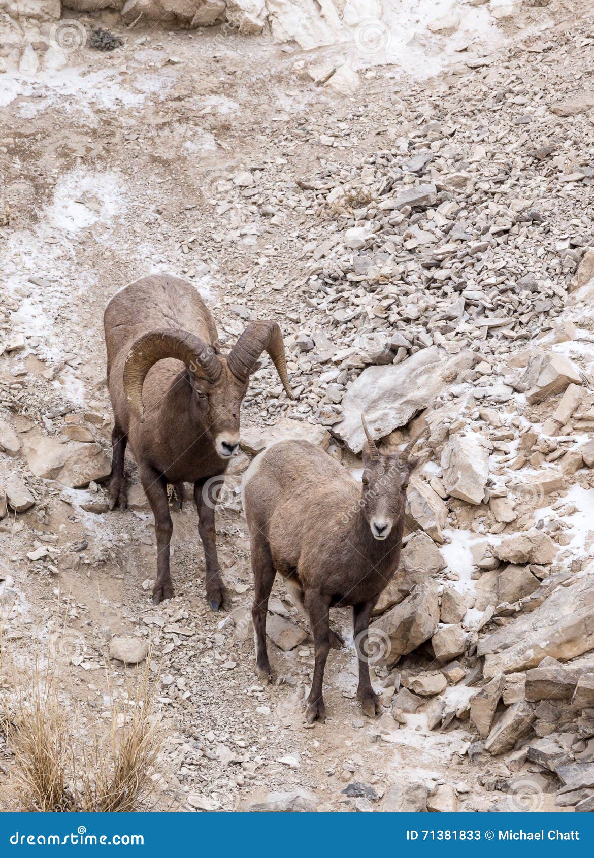 Bighorn Sheep Ram and Ewe stock image. Image of boulder - 71381833