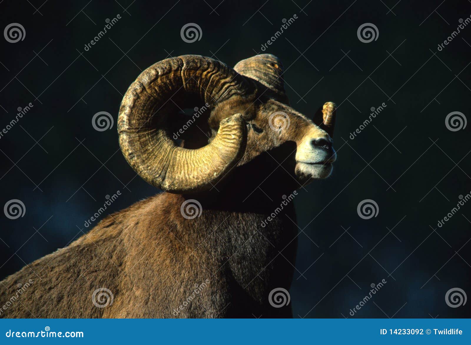 Bighorn Sheep Ram Portrait stock photo. Image of animal - 14233092