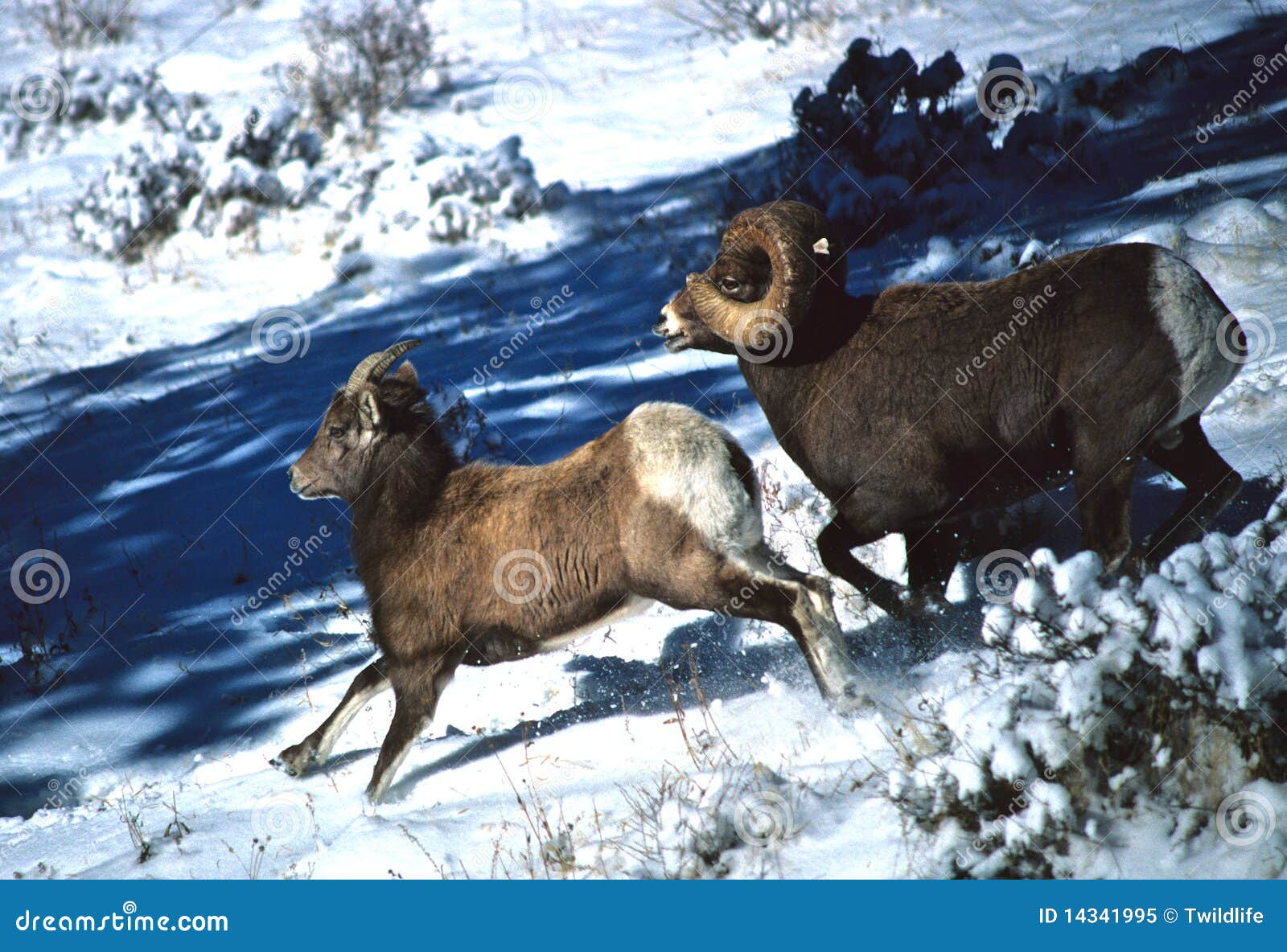 Bighorn Sheep Ram and we Running Stock Image - Image of ovis, horn ...
