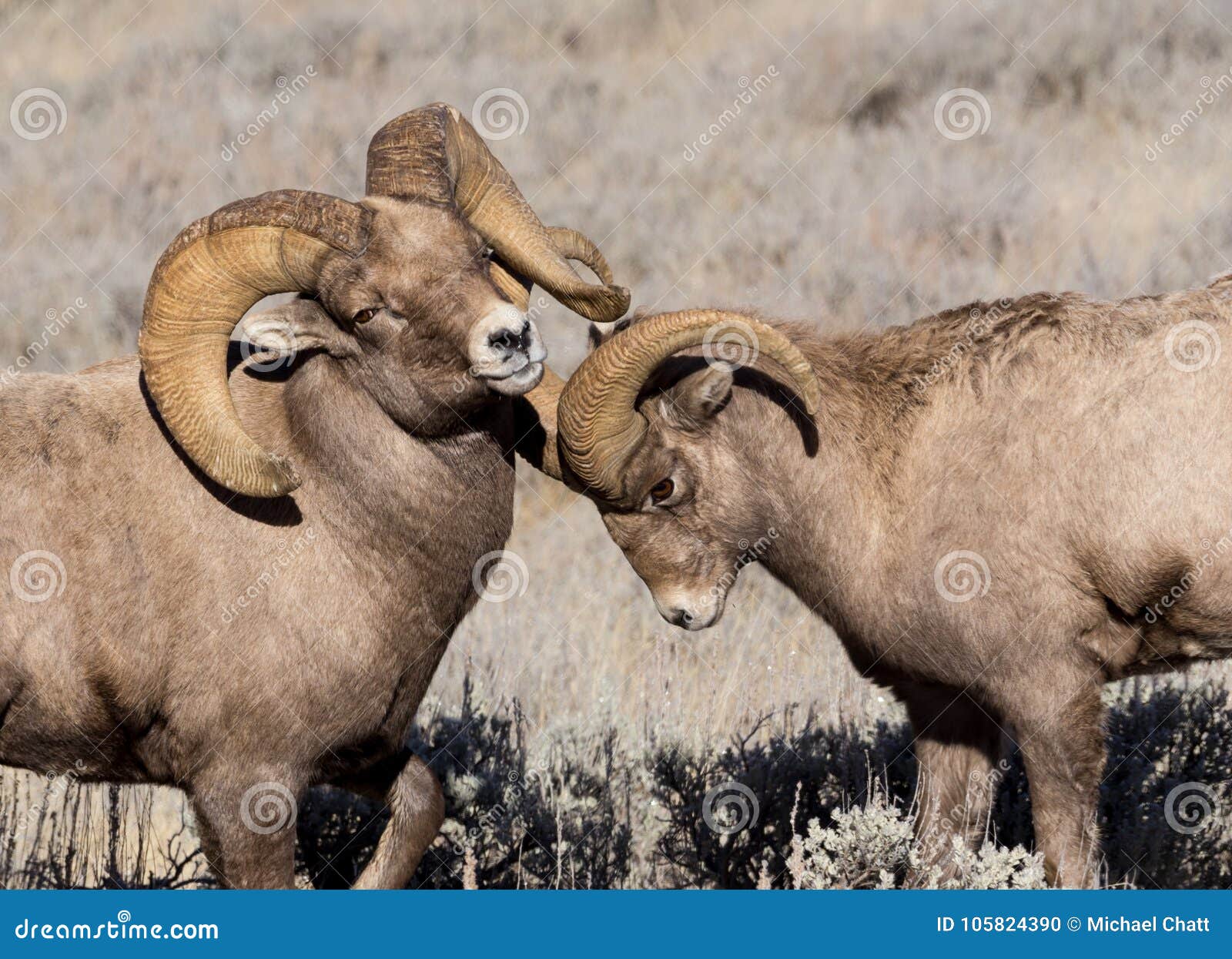 Bighorn Sheep Rams stock photo. Image of bighorn, boulder - 105824390