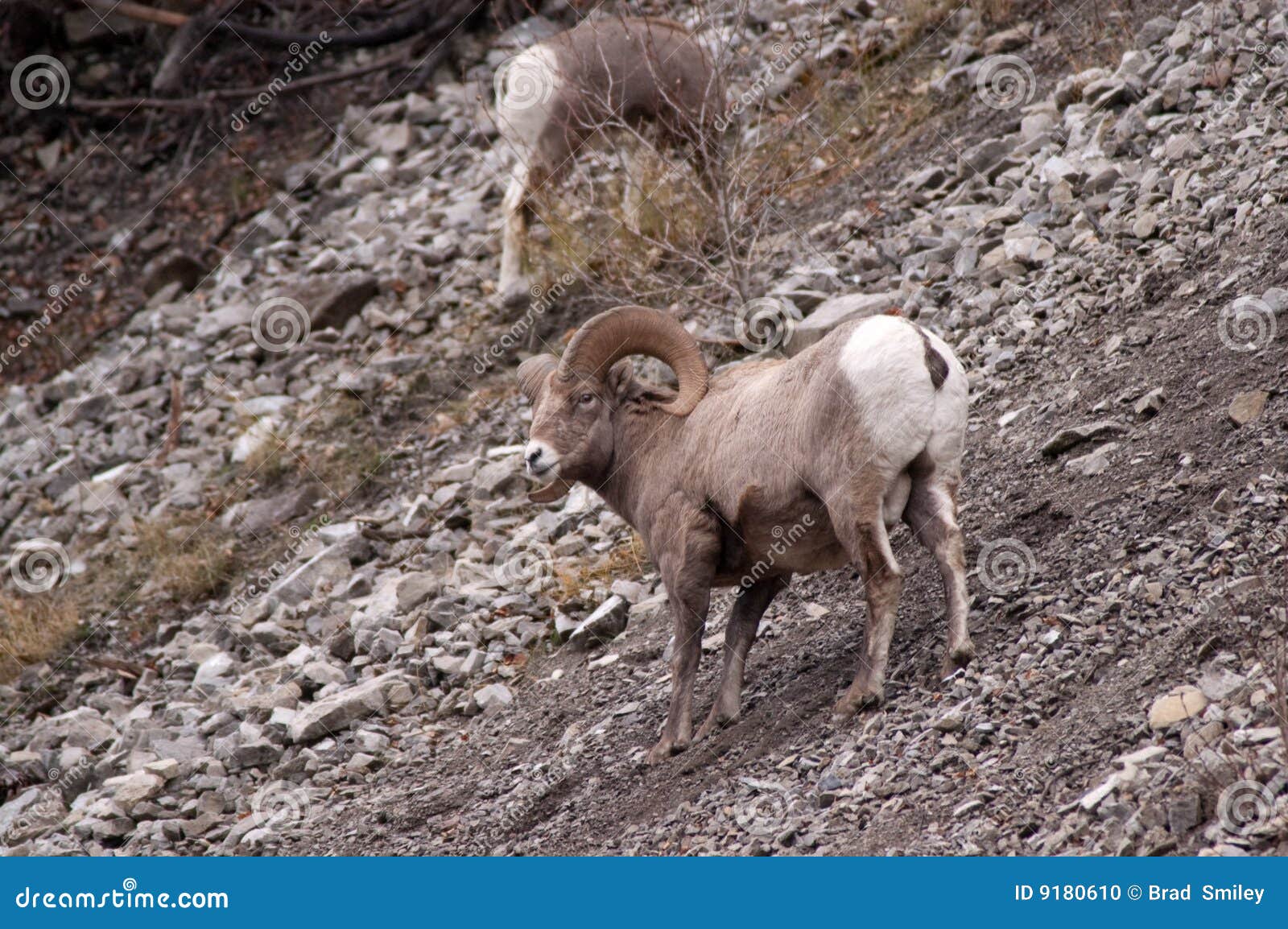 Bighorn Sheep on the rocks stock photo. Image of spring - 9180610