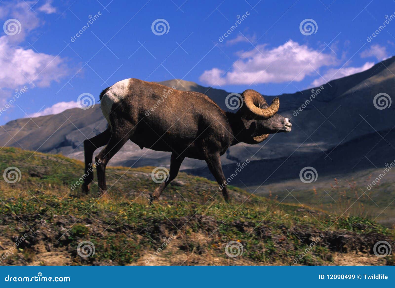 Bighorn Sheep Showing Dominace Stock Image - Image of wilderness, ovis ...