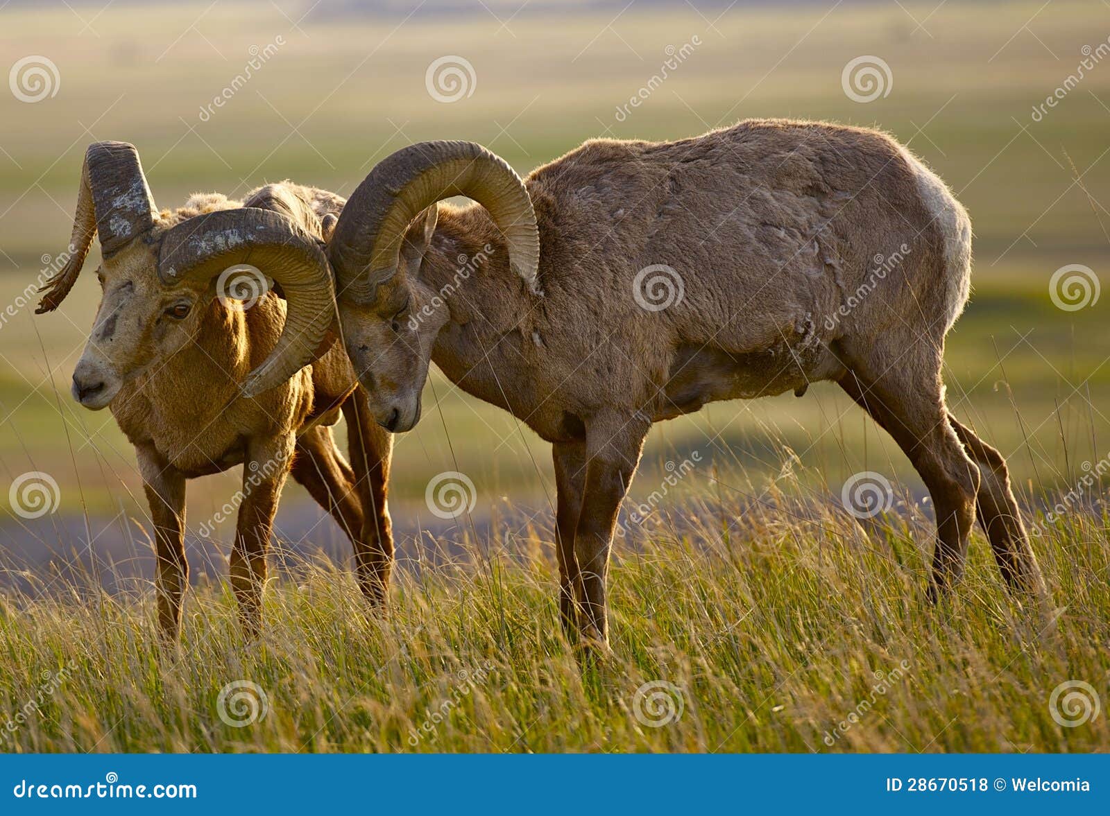 Bighorn Sheeps in Love stock photo. Image of horn, bovidae - 28670518