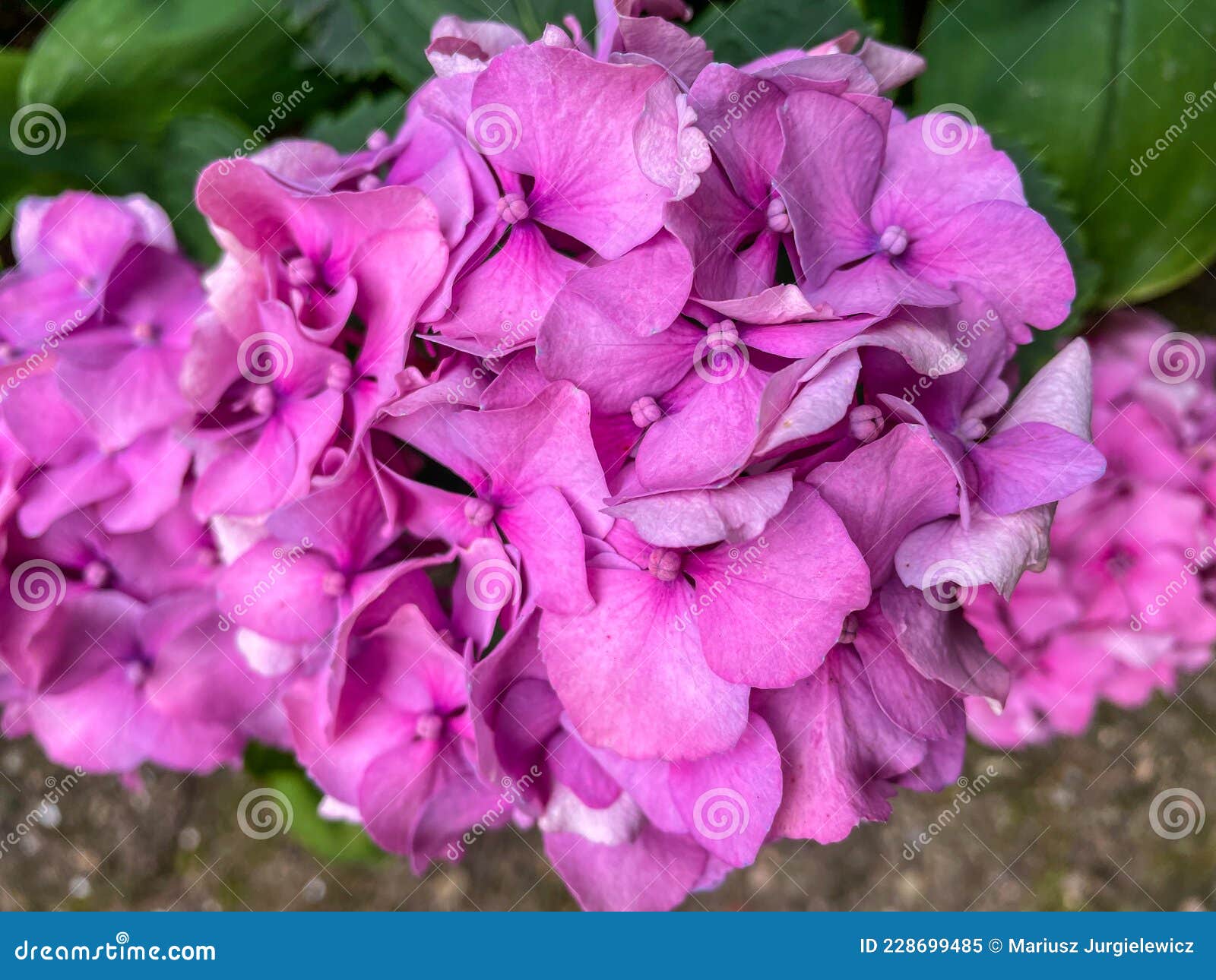 Bigleaf hydrangea stock image. Image of botany, flora - 228699485