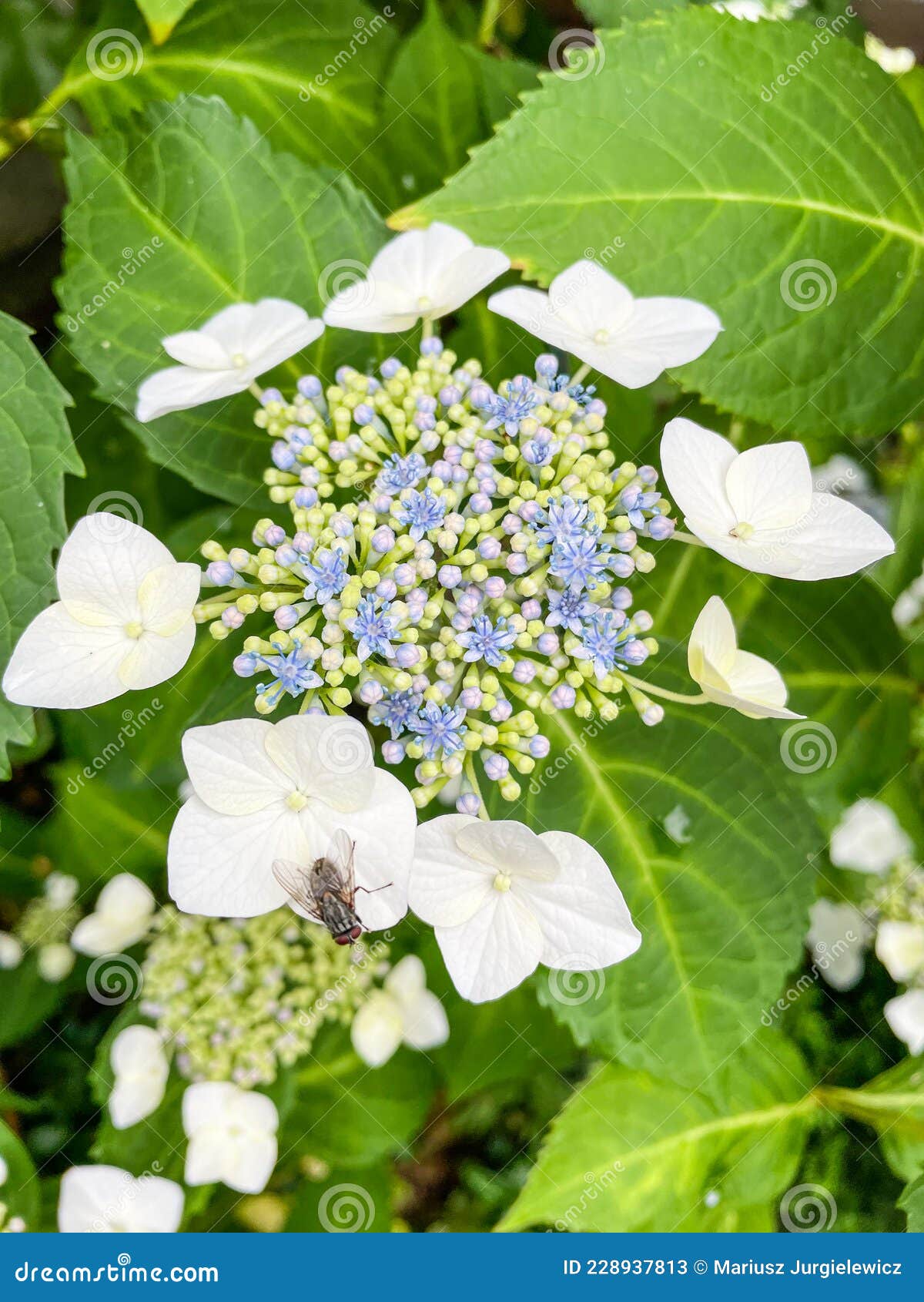 Bigleaf hydrangea stock image. Image of colorful, garden - 228937813