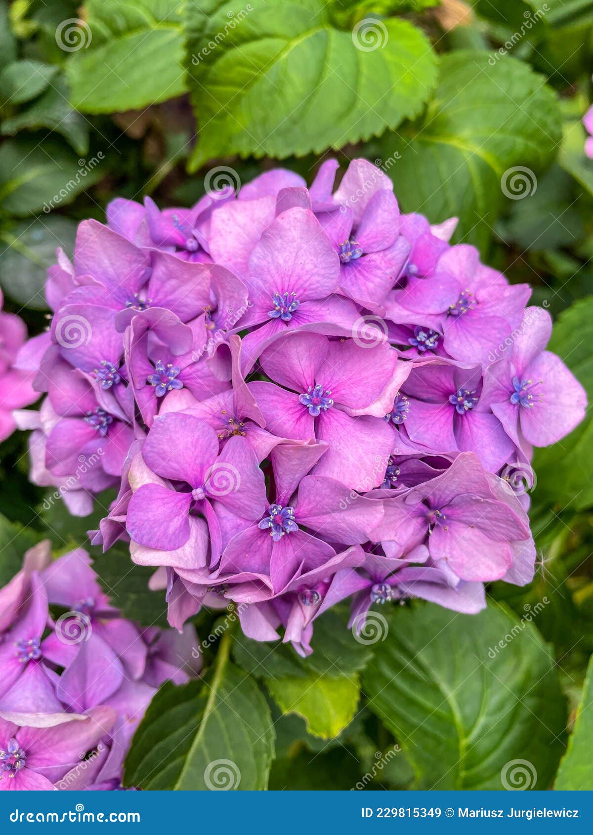 Bigleaf hydrangea stock image. Image of blossom, fresh - 229815349