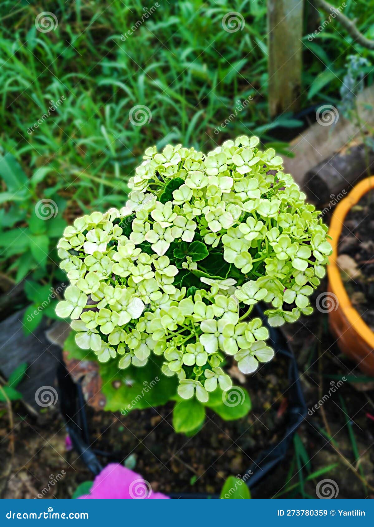 The Bigleaf Hydrangea Flower Stock Image - Image of colorful, bush ...