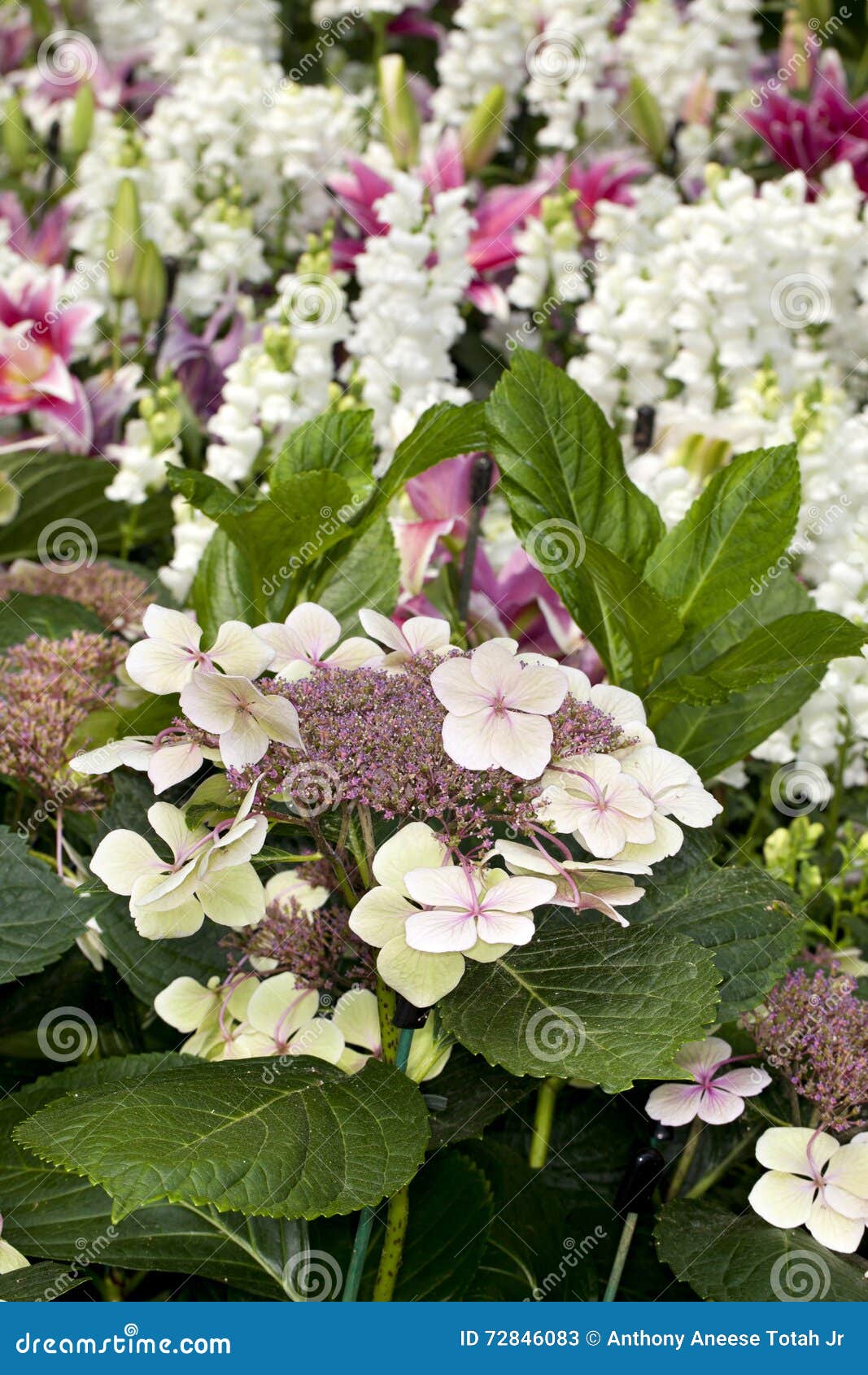 Bigleaf Hydrangea Hydranea Macrophylla Royalty-Free Stock Photo ...