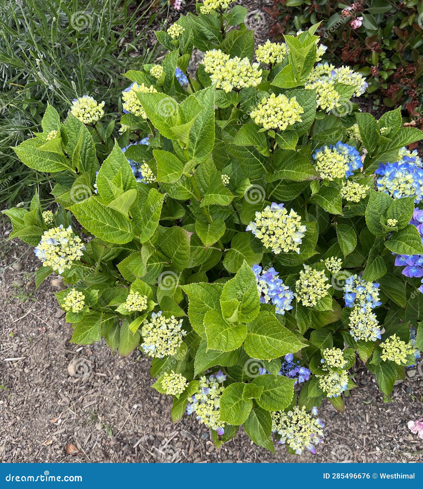 Bigleaf Hydrangea, Lacecap Hydrangea, Hydrangea Macrophylla, Blue ...