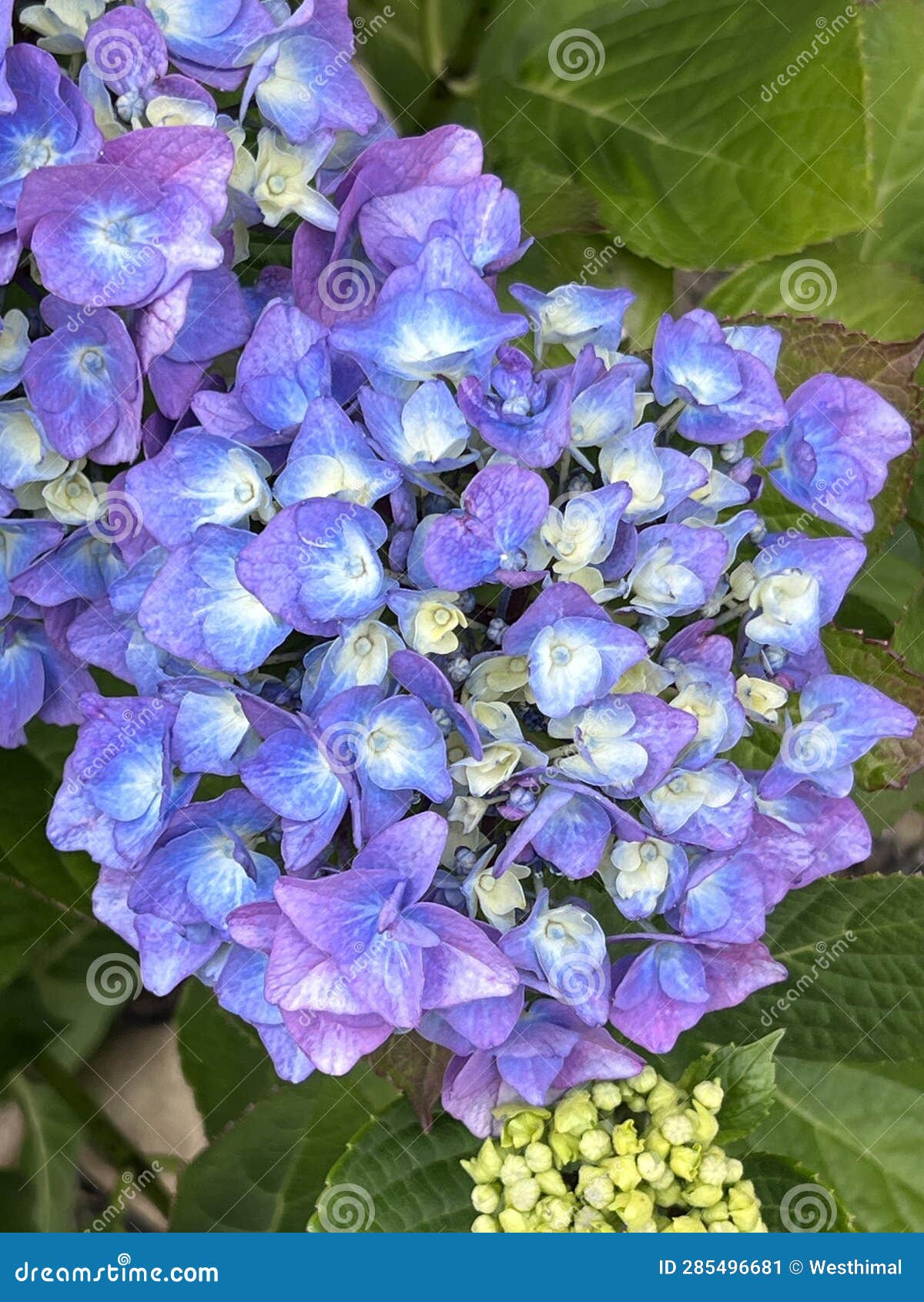 Bigleaf Hydrangea, Lacecap Hydrangea, Hydrangea Macrophylla, Blue ...