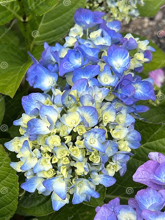 Bigleaf Hydrangea, Lacecap Hydrangea, Hydrangea Macrophylla, Blue ...