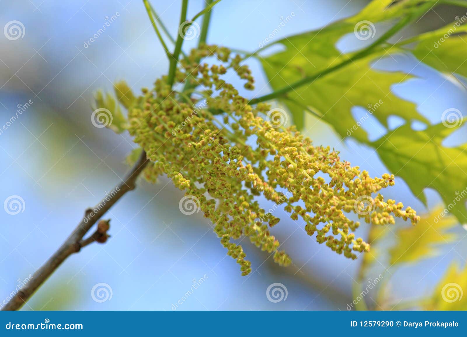 Bigleaf maple stock photo. Image of maple, tree, close - 12579290