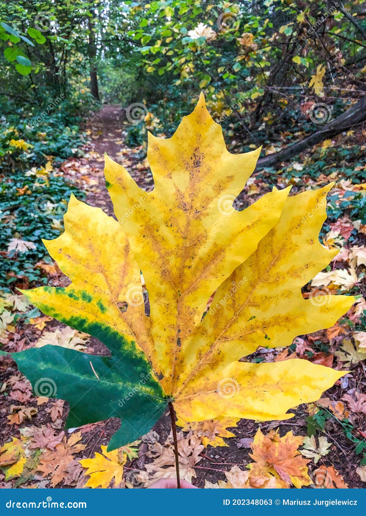 Bigleaf maple stock image. Image of forest, vibrant - 202348063
