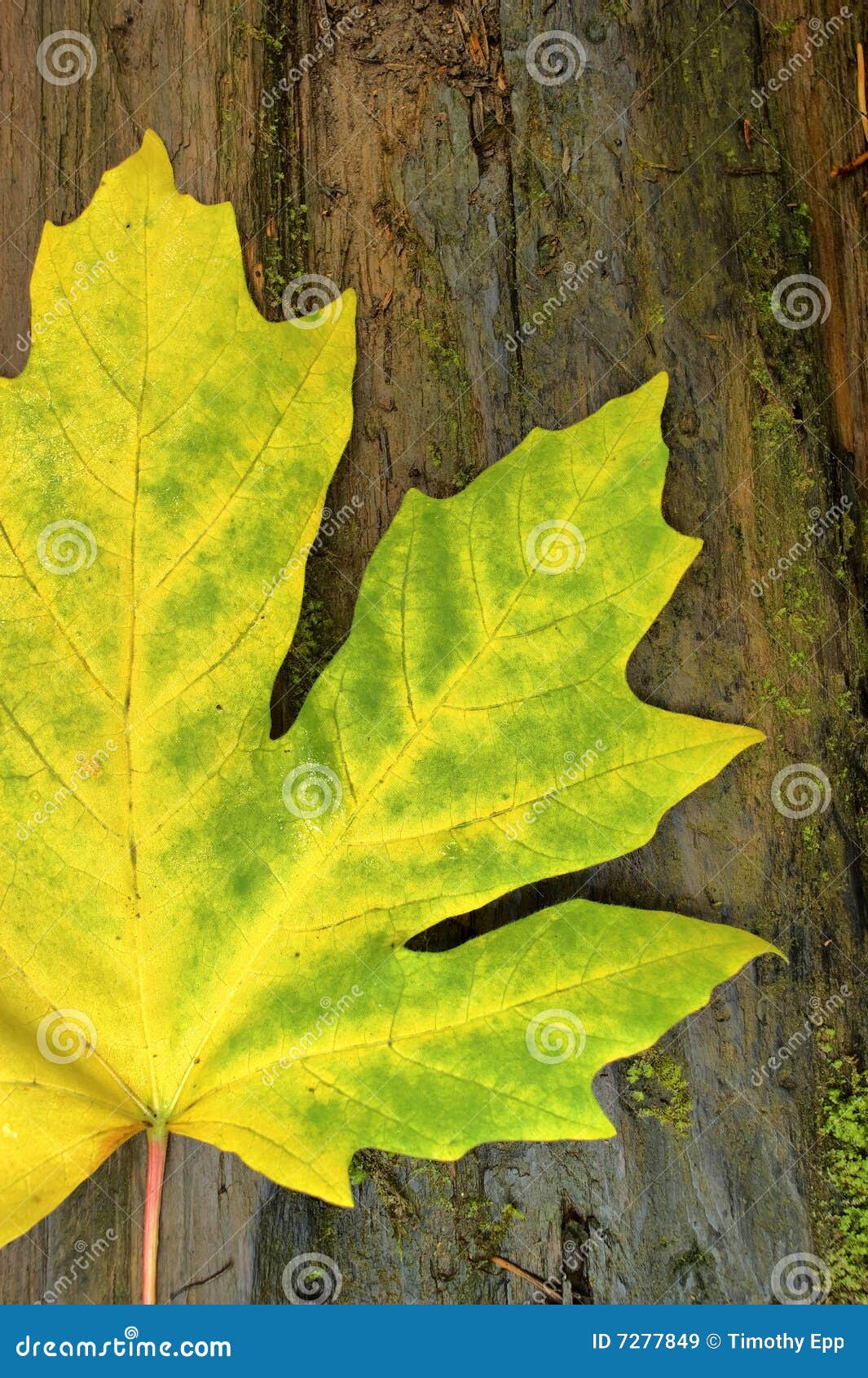 Bigleaf maple leaf stock image. Image of contrast, detail - 7277849