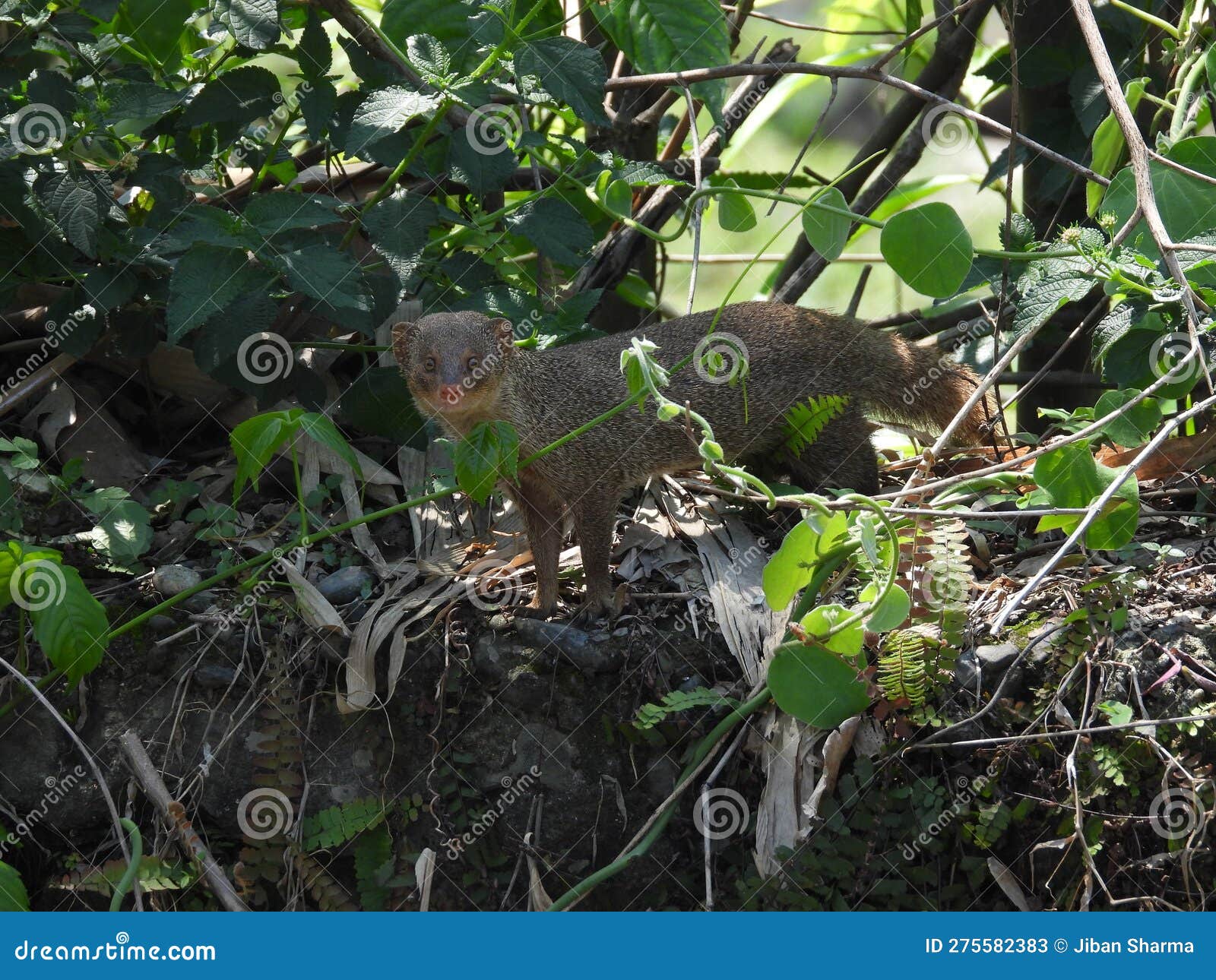 A big mouse in the jungle stock image. Image of branch - 275582383