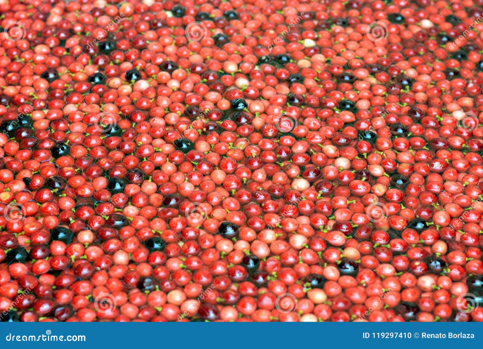 Bignay, Fruit Tropical De Bunius D'Antidesma Flottant Sur L'eau Photo ...