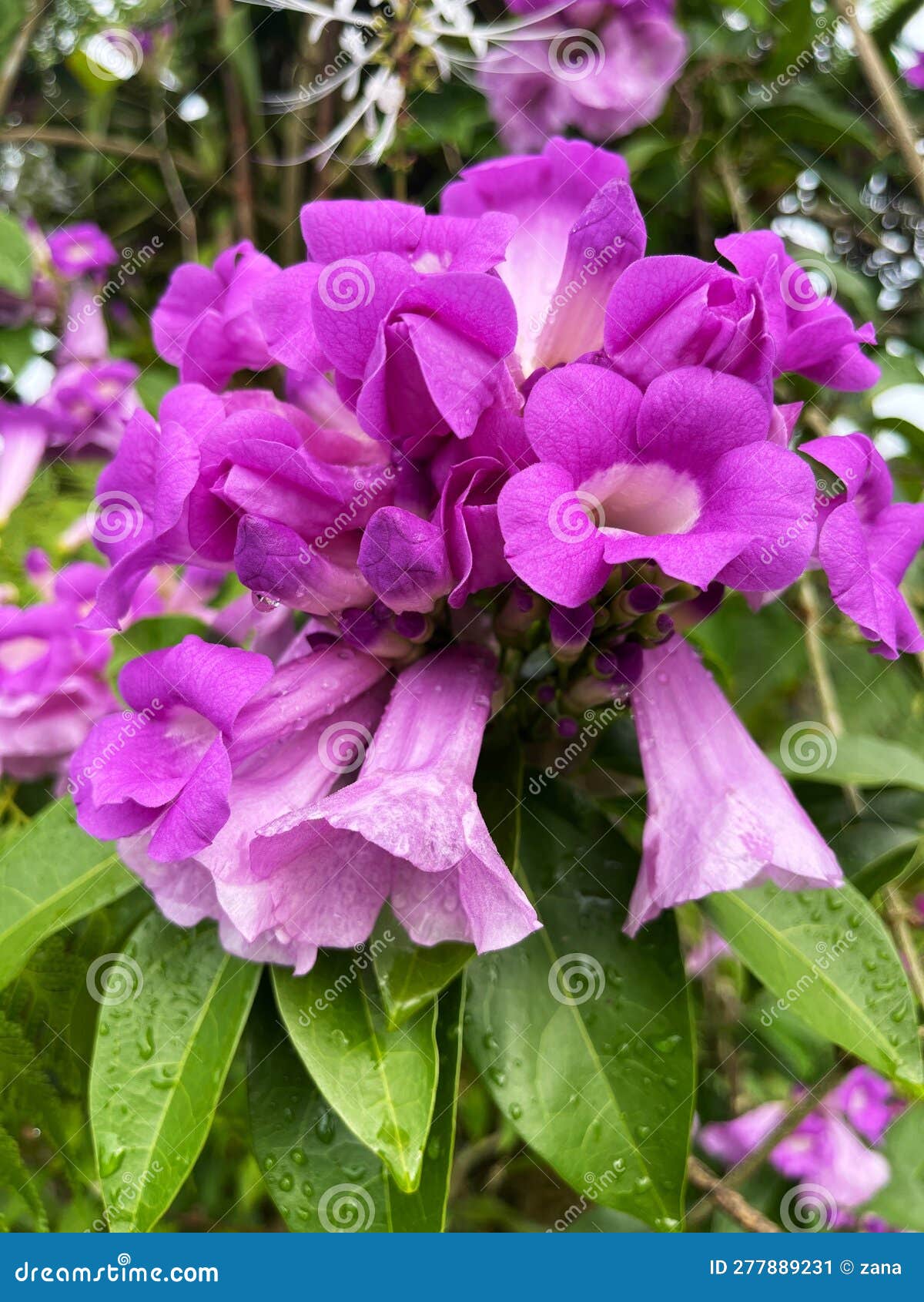 Bignonia stock image. Image of pink, nature, decoration - 277889231