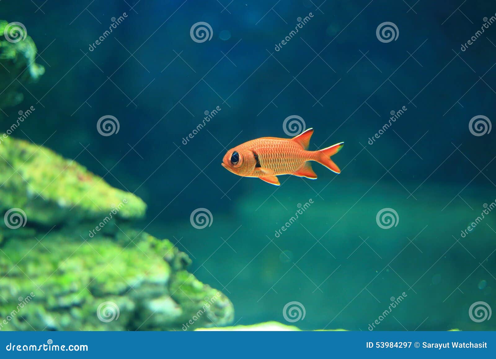 Bigscale soldierfish stock image. Image of small, orange - 53984297