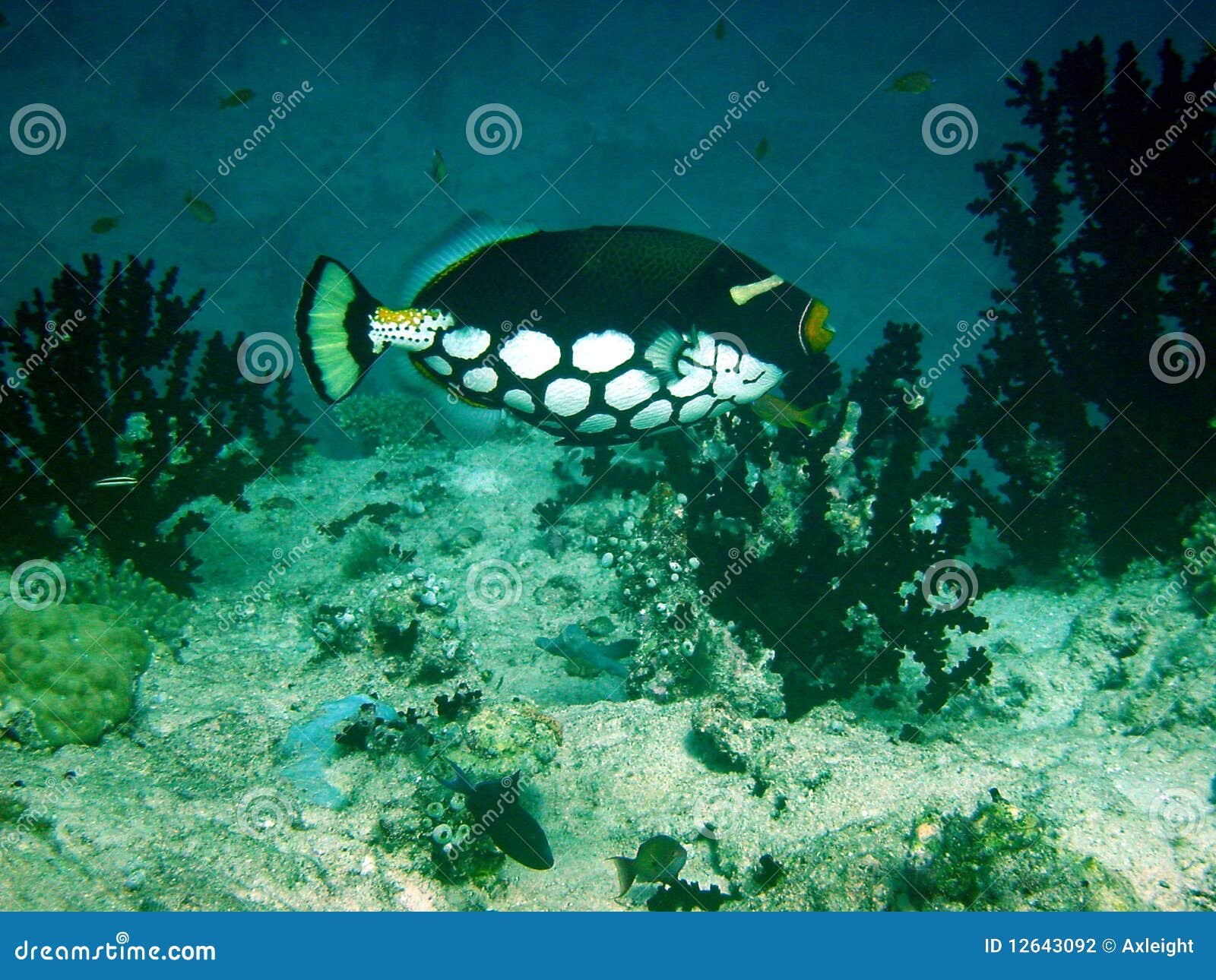 Bigspotted triggerfish stock photo. Image of dive, divesite - 12643092