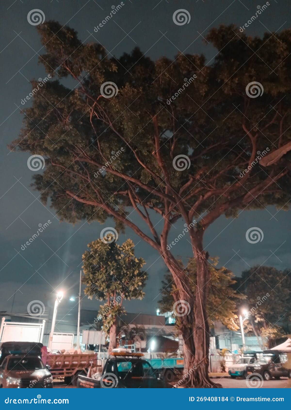 Bigtree stock photo. Image of shady, leaf, branch, morning - 269408184